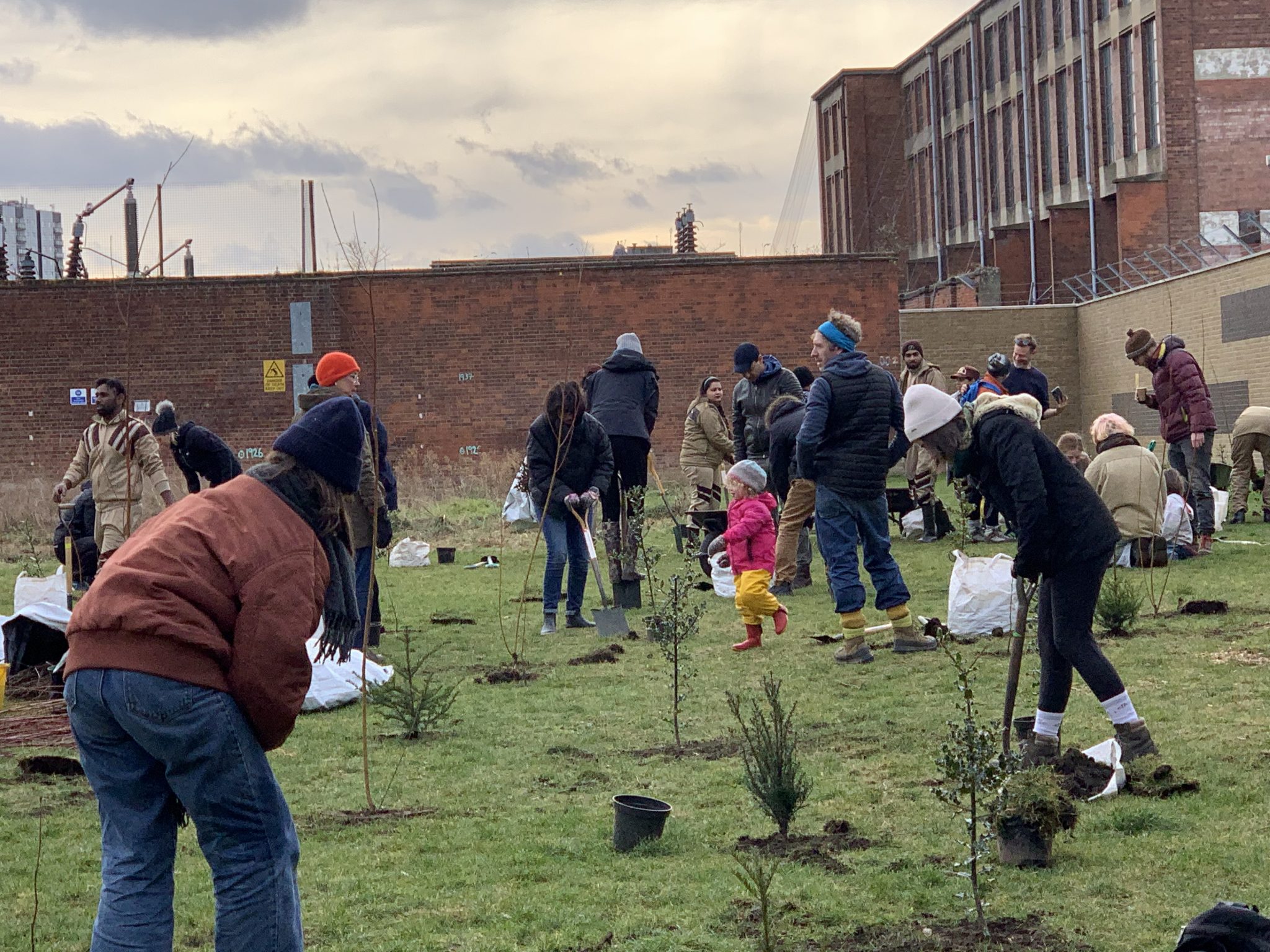 Whip Planting: Sunday 8 January | Millfields Users Group